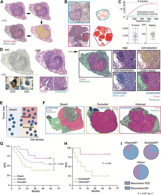 Integrating AI-Powered Digital Pathology and Imaging Mass Cytometry ...