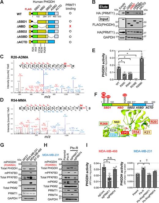 PRMT1 Sustains De Novo Fatty Acid Synthesis by Methylating PHGDH to ...