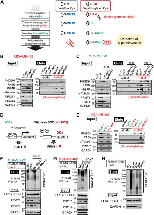 PRMT1 Sustains De Novo Fatty Acid Synthesis by Methylating PHGDH to ...