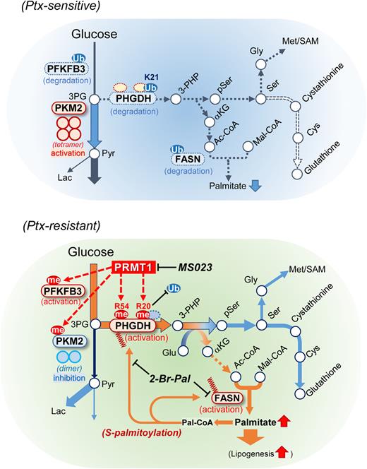 PRMT1 Sustains De Novo Fatty Acid Synthesis by Methylating PHGDH to ...