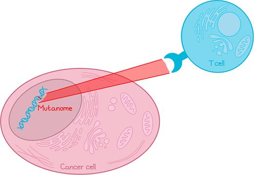 Personalized Cancer Vaccines Directed against Tumor Mutations: Building ...
