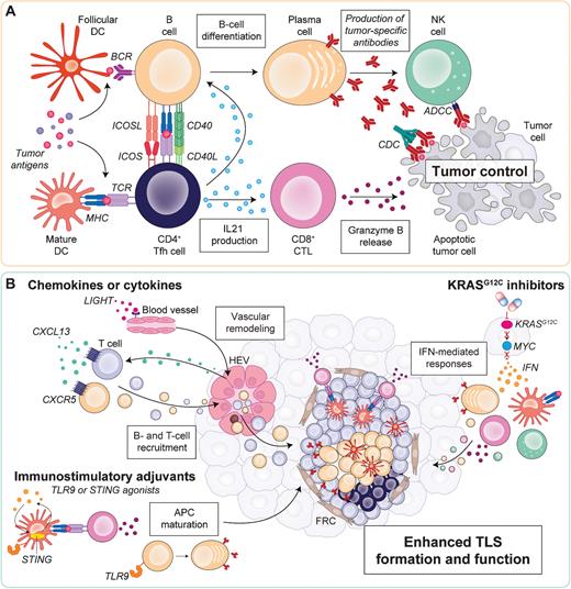 Exploiting Tertiary Lymphoid Structures to Stimulate Antitumor Immunity ...