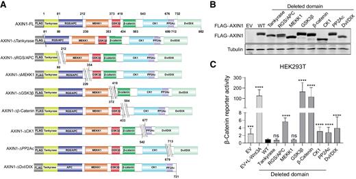 Analysis of Tumor-Associated AXIN1 Missense Mutations Identifies Variants That Activate β ...