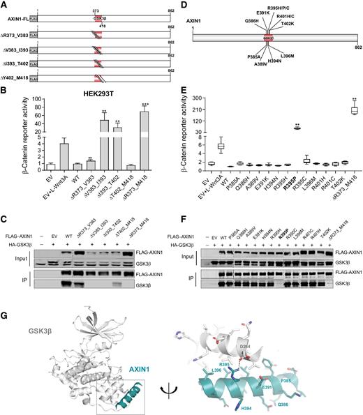 Analysis of Tumor-Associated AXIN1 Missense Mutations Identifies ...
