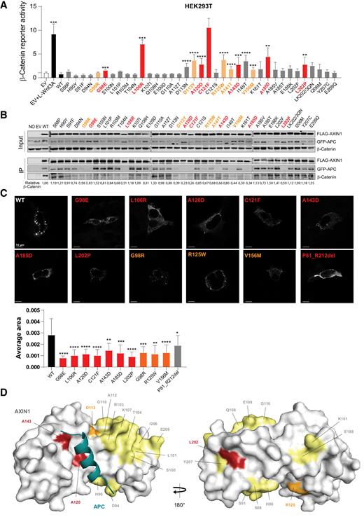 Analysis of Tumor-Associated AXIN1 Missense Mutations Identifies ...