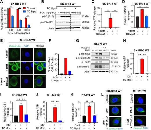 Targeting TACC3 Induces Immunogenic Cell Death and Enhances T-DM1 ...