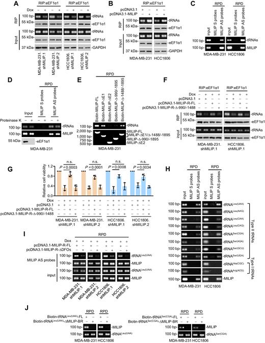 MILIP Binding to tRNAs Promotes Protein Synthesis to Drive Triple ...