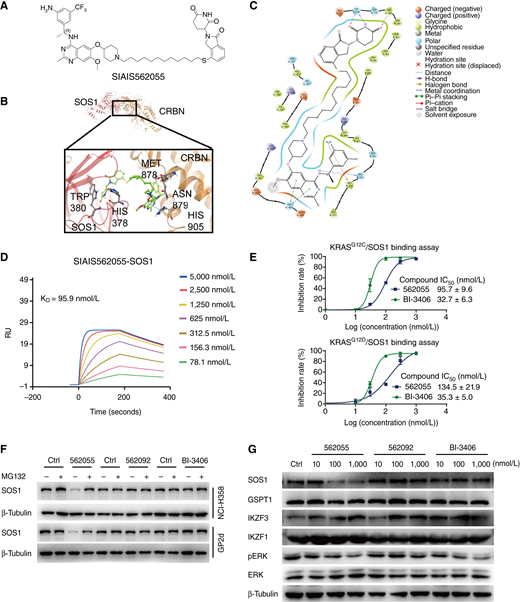 Targeted Degradation of SOS1 Exhibits Potent Anticancer Activity and ...