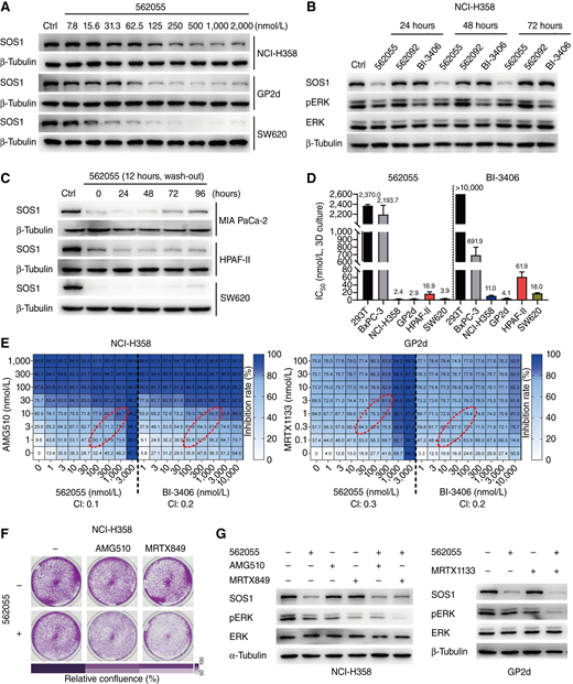Targeted Degradation of SOS1 Exhibits Potent Anticancer Activity and ...