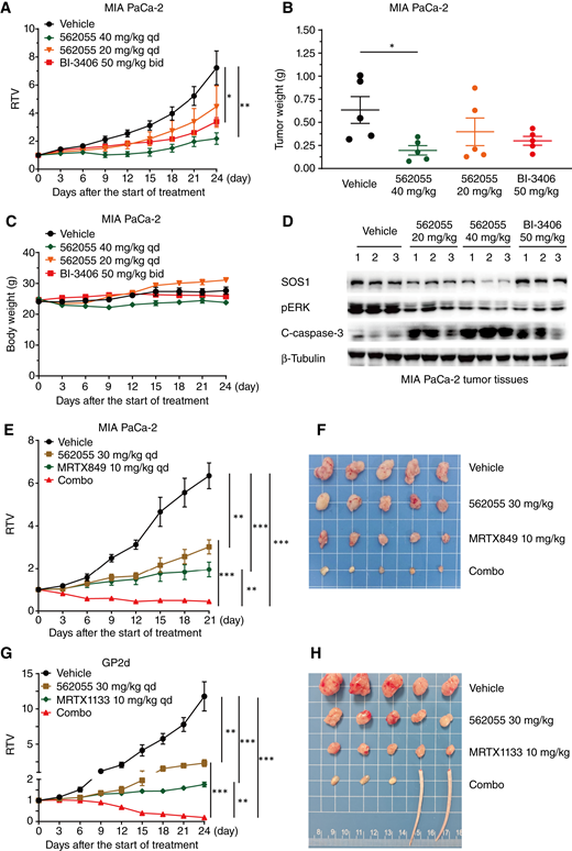 Targeted Degradation of SOS1 Exhibits Potent Anticancer Activity and ...