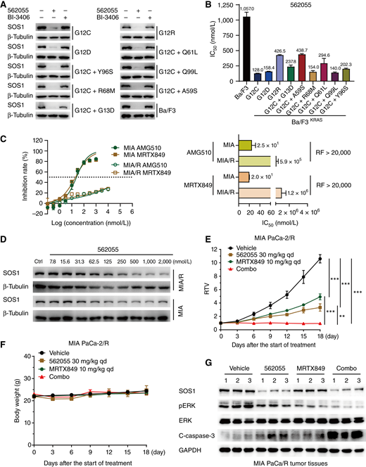 Targeted Degradation of SOS1 Exhibits Potent Anticancer Activity and ...