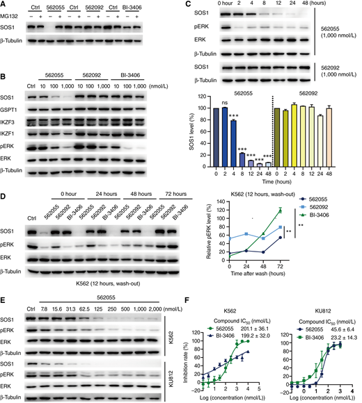 Targeted Degradation of SOS1 Exhibits Potent Anticancer Activity and ...