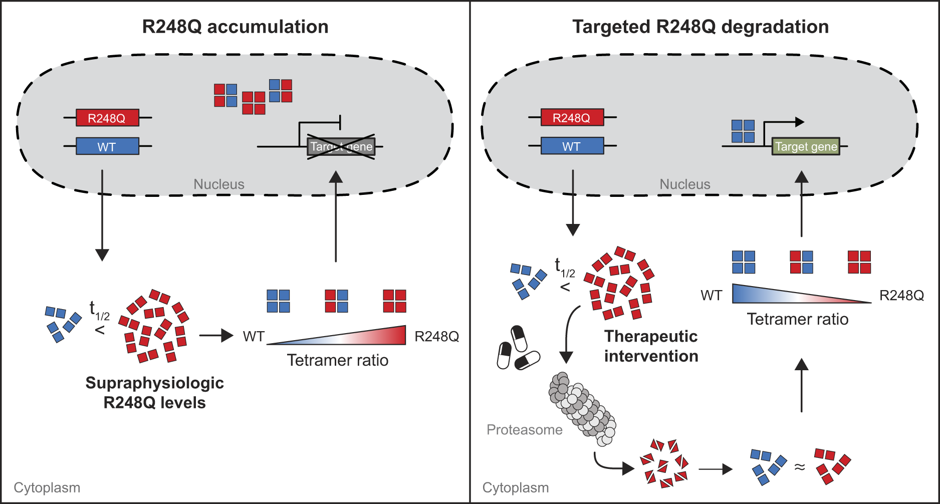 The Prolonged Half-Life of the p53 Missense Variant R248Q Promotes ...