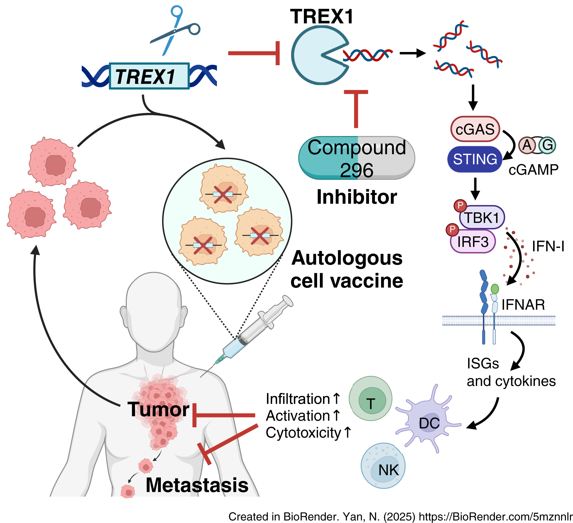 Targeting Innate Immune Checkpoint TREX1 Is a Safe and Effective ...