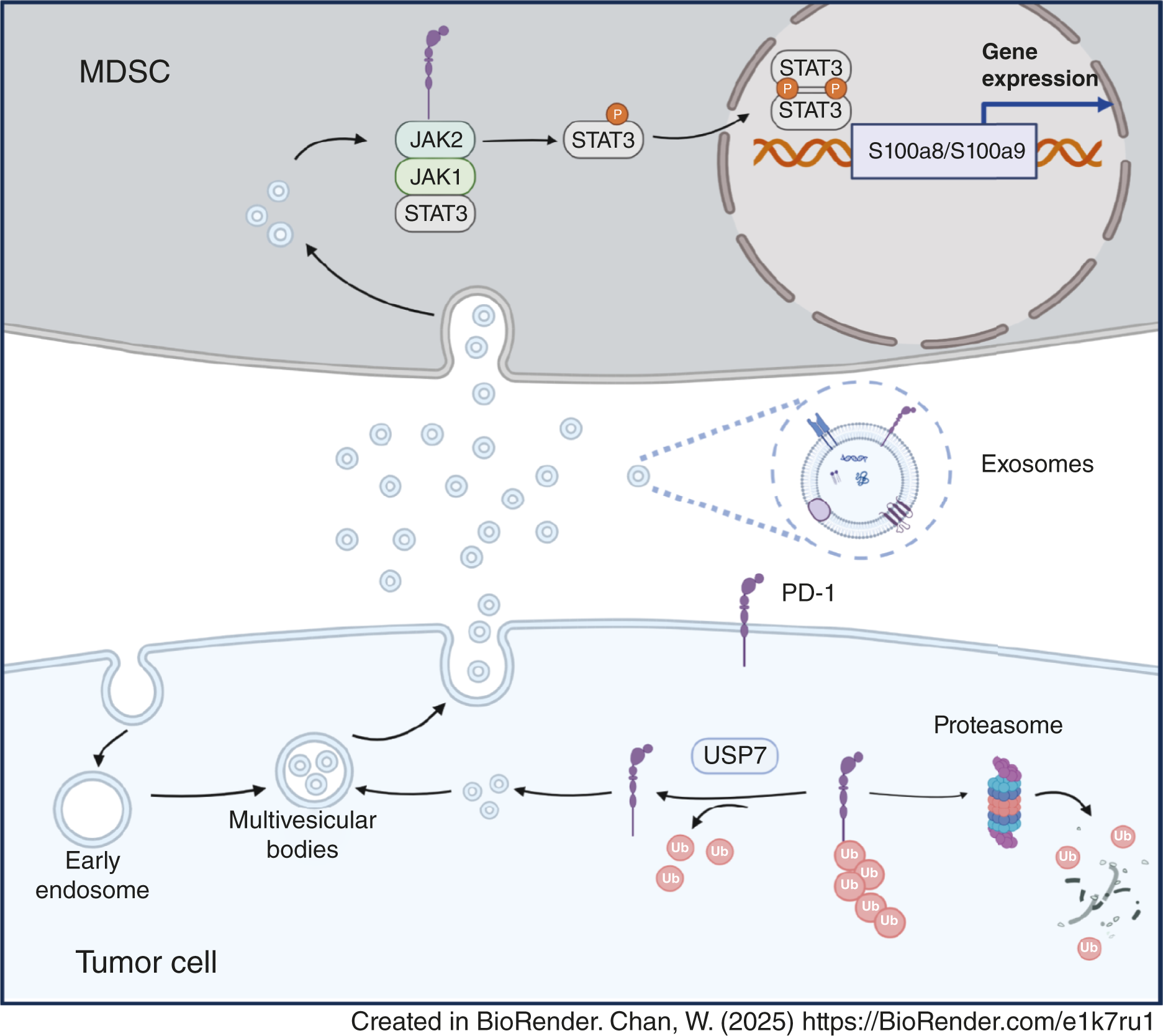 Prostate Cancer Cells Secrete PD-1 in Exosomes to Enhance Myeloid ...