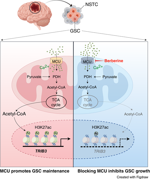 Mitochondrial Calcium Uniporter Links Acetyl-CoA Metabolism and H3K27 ...