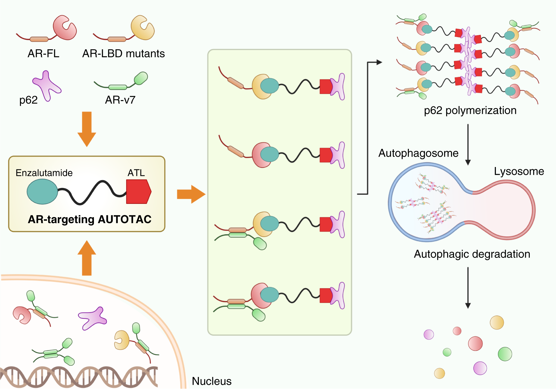 An Autophagy-Targeting Chimera Induces Degradation of Androgen Receptor ...