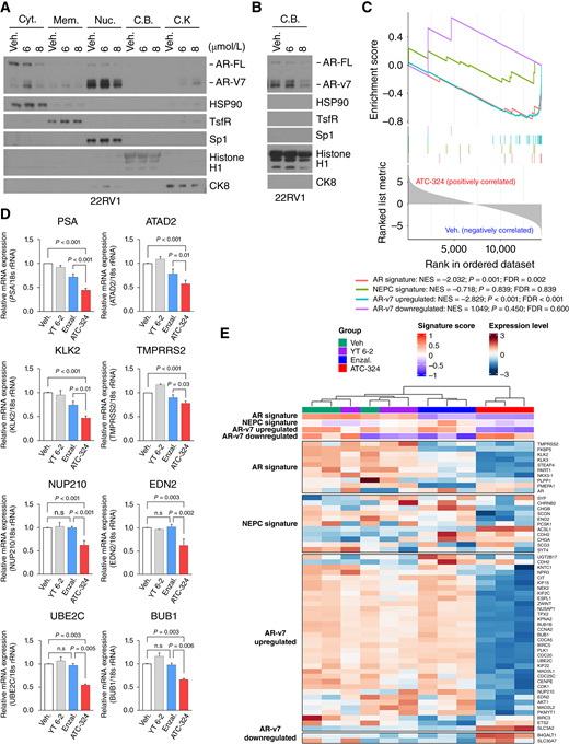 An Autophagy-Targeting Chimera Induces Degradation of Androgen Receptor ...