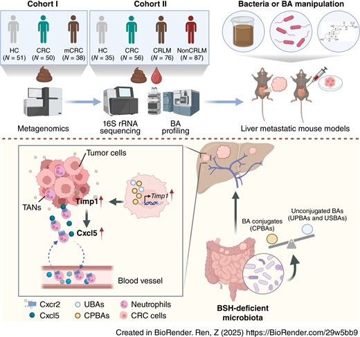 Gut Microbiota–Mediated Bile Acid Metabolism Regulates Colorectal ...