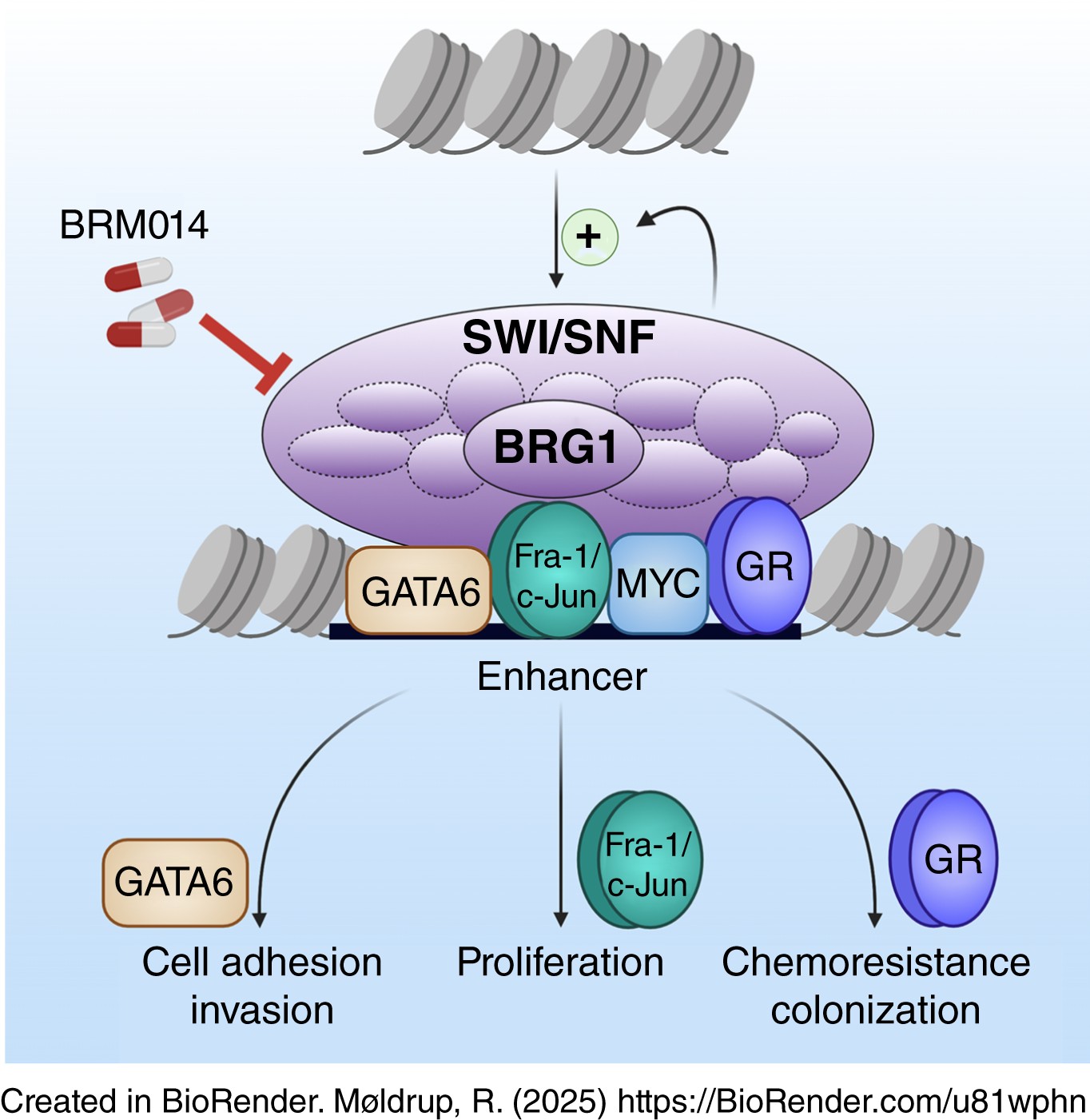 SWI/SNF Functions as a Gatekeeper of Enhancer Chromatin Access to ...
