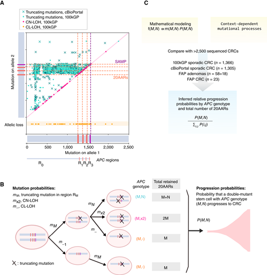 Mathematical Modeling Quantifies “Just-Right” APC Inactivation for ...