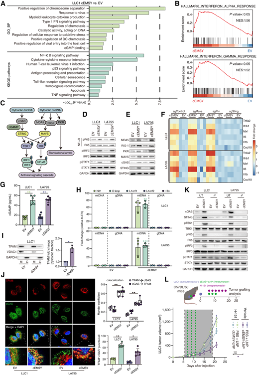 The circRNA cEMSY Induces Immunogenic Cell Death and Boosts ...