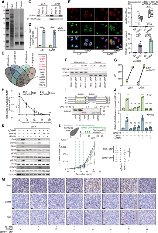 The circRNA cEMSY Induces Immunogenic Cell Death and Boosts ...