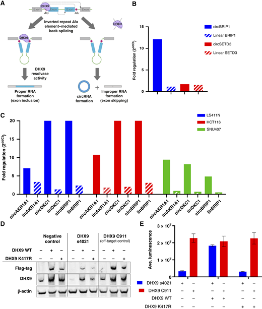 A Potent, Selective, Small-Molecule Inhibitor of DHX9 Abrogates ...