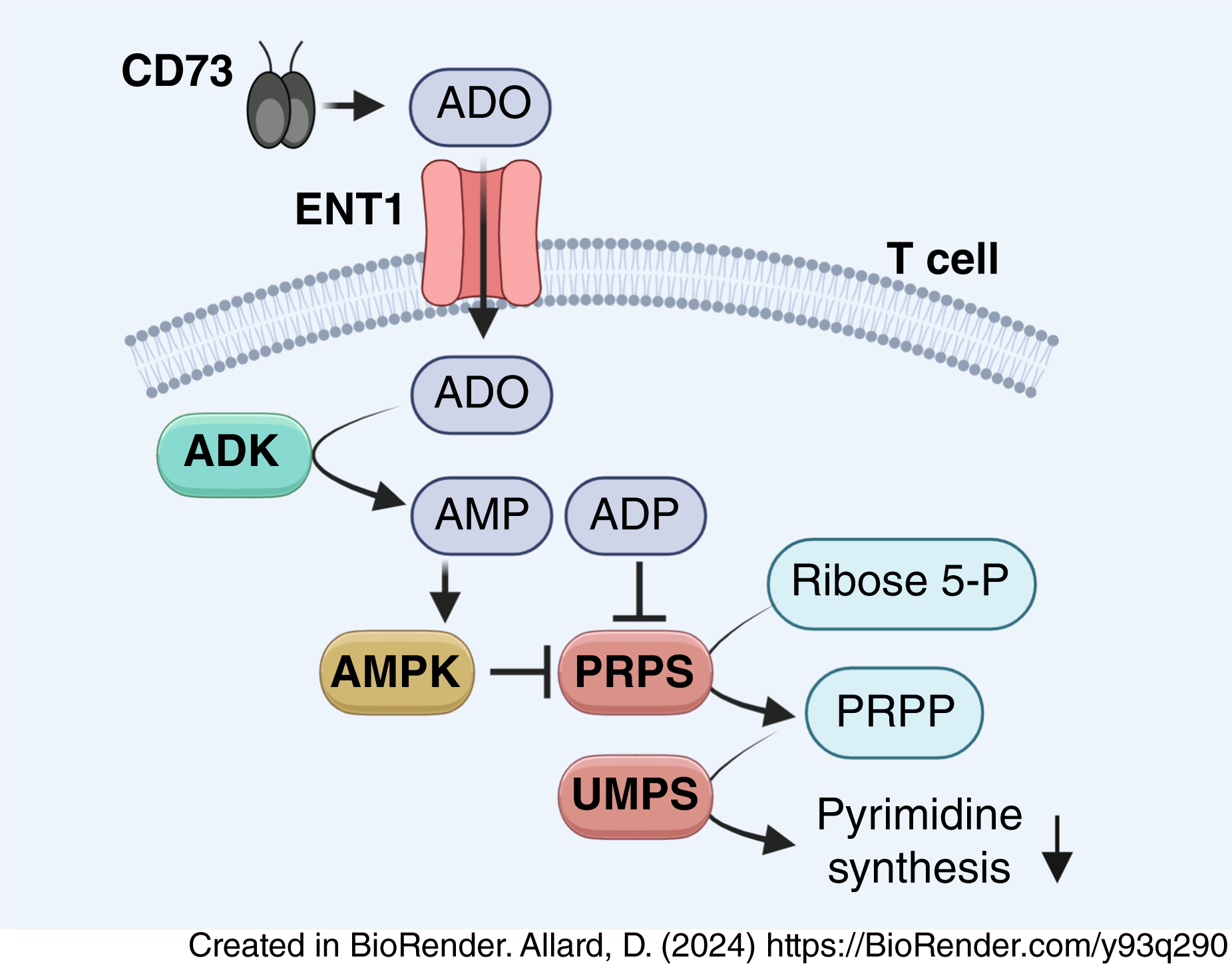 Adenosine Uptake through the Nucleoside Transporter ENT1 Suppresses ...