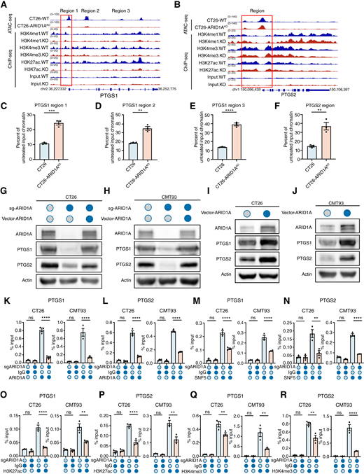 Targeting Arachidonic Acid Metabolism Enhances Immunotherapy Efficacy ...