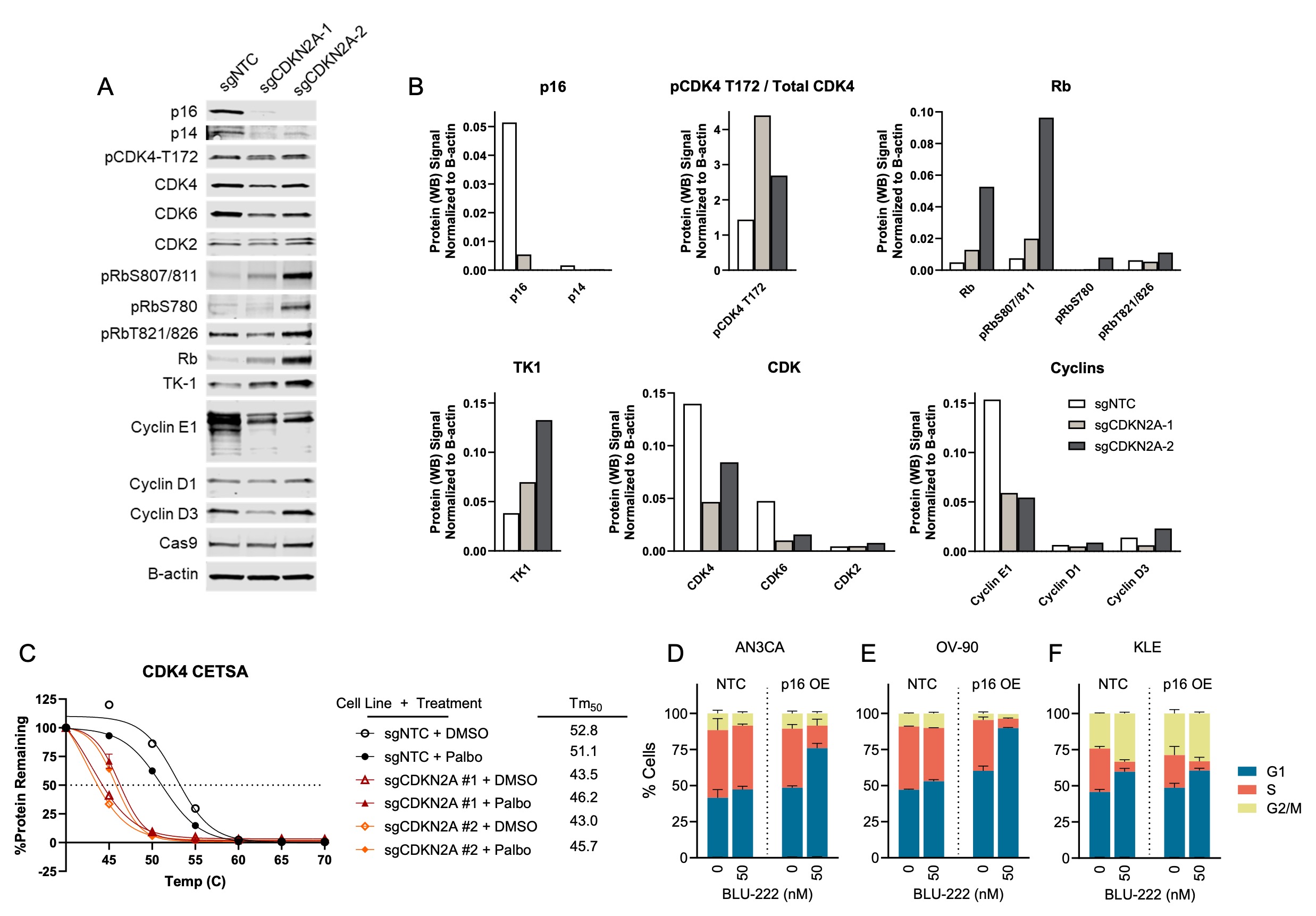 Profiling the Activity of the Potent and Highly Selective CDK2 ...