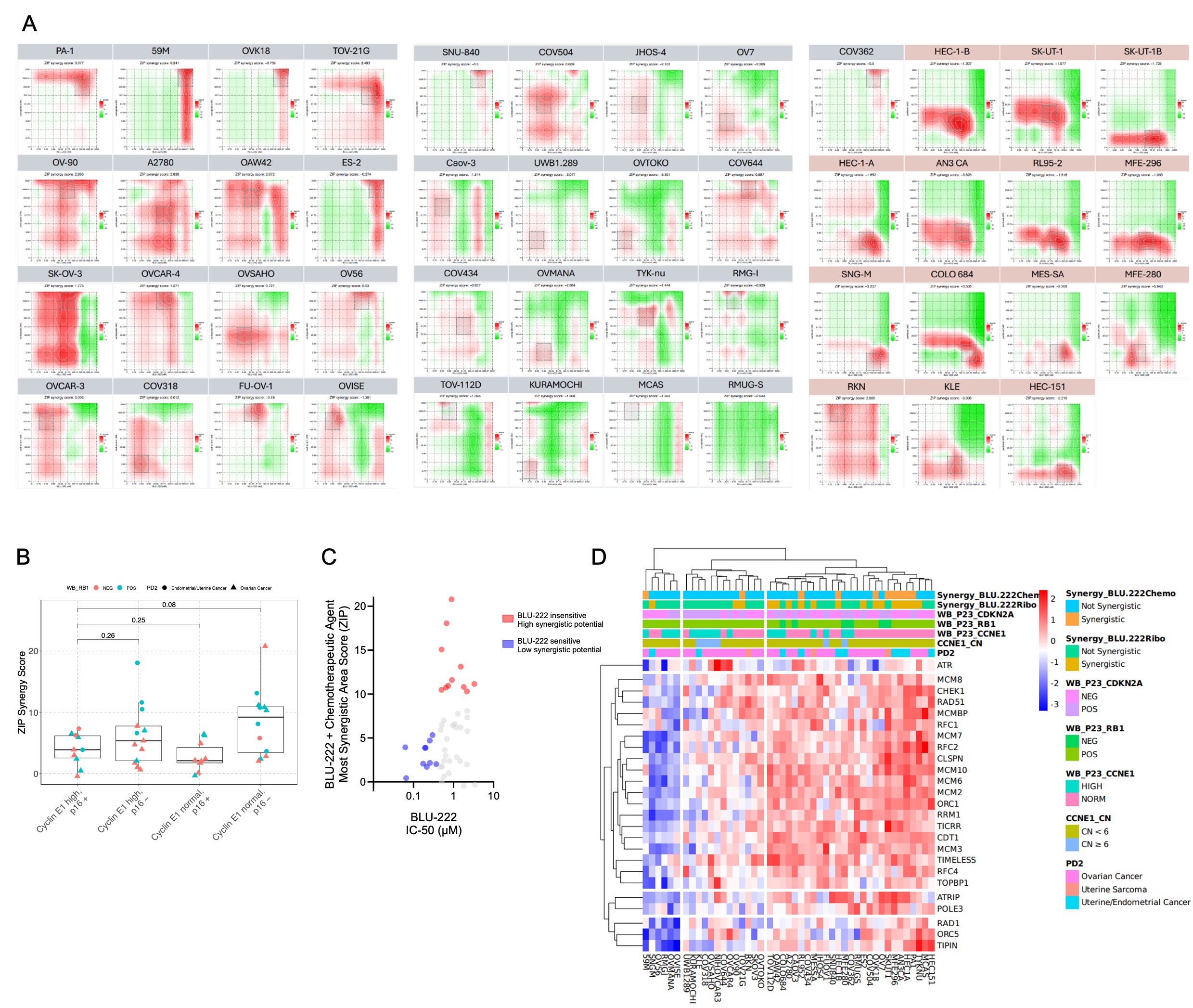 Profiling the Activity of the Potent and Highly Selective CDK2 Inhibitor BLU-222 Reveals ...
