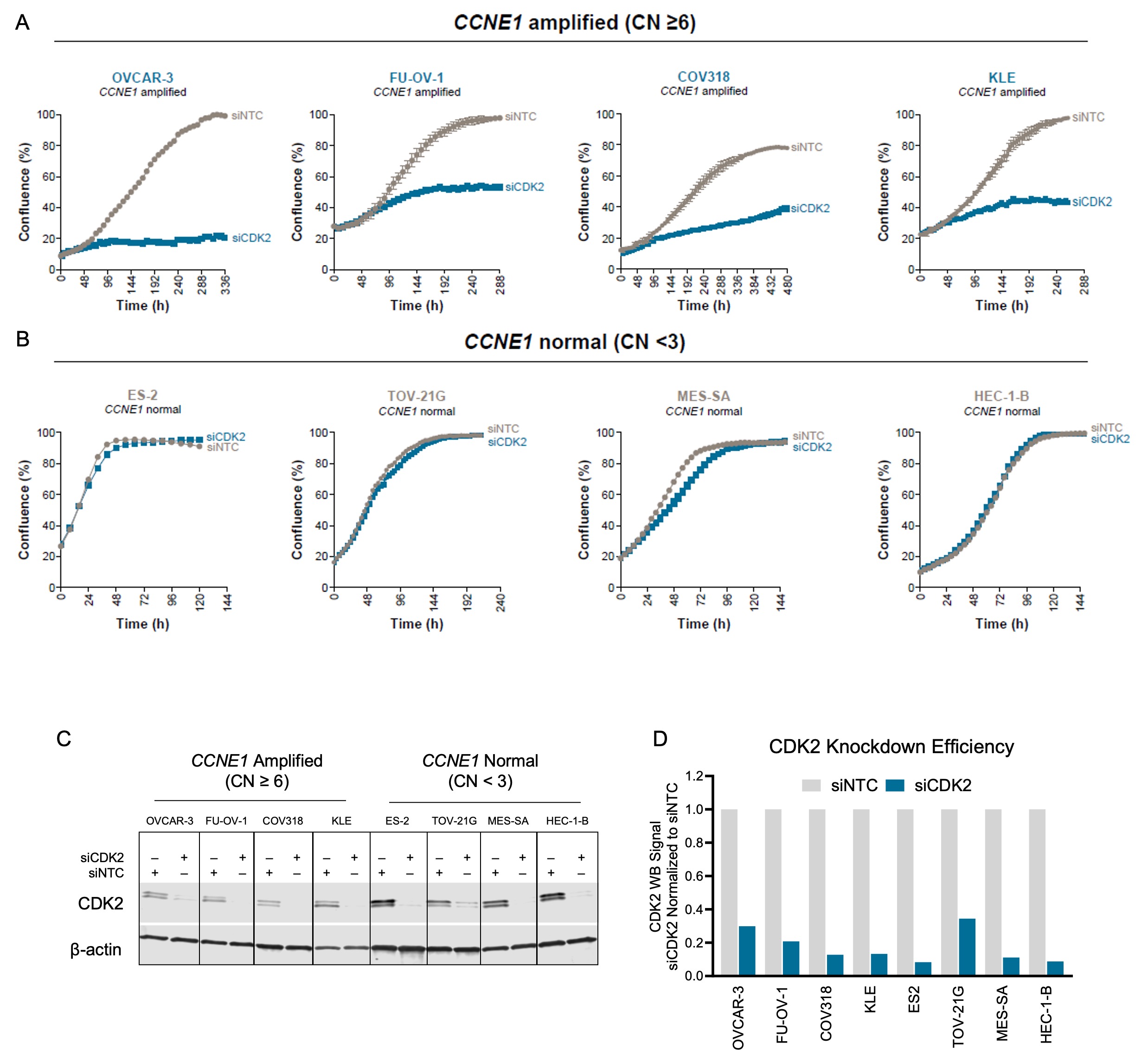 Profiling the Activity of the Potent and Highly Selective CDK2 ...