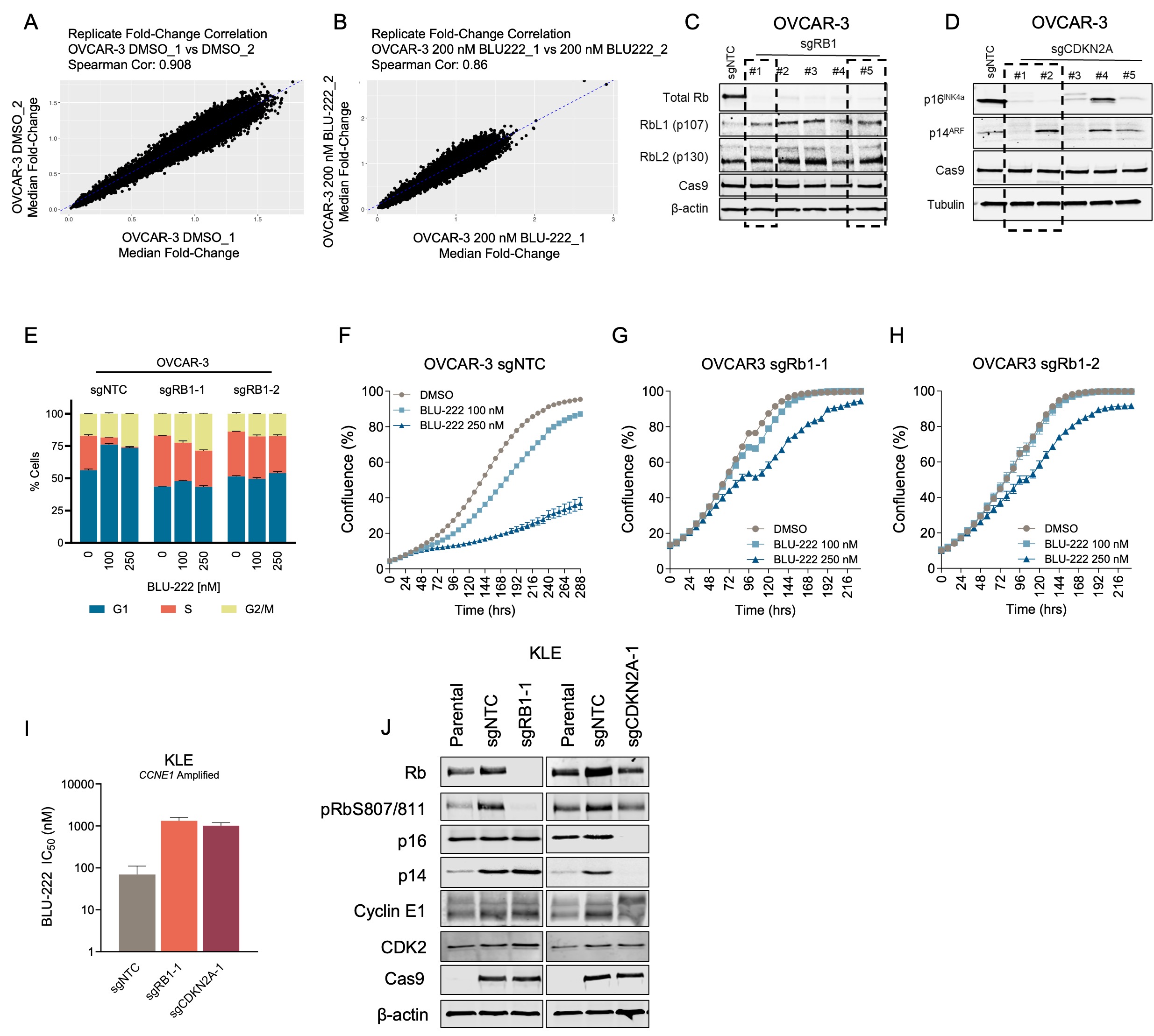 Profiling the Activity of the Potent and Highly Selective CDK2 ...