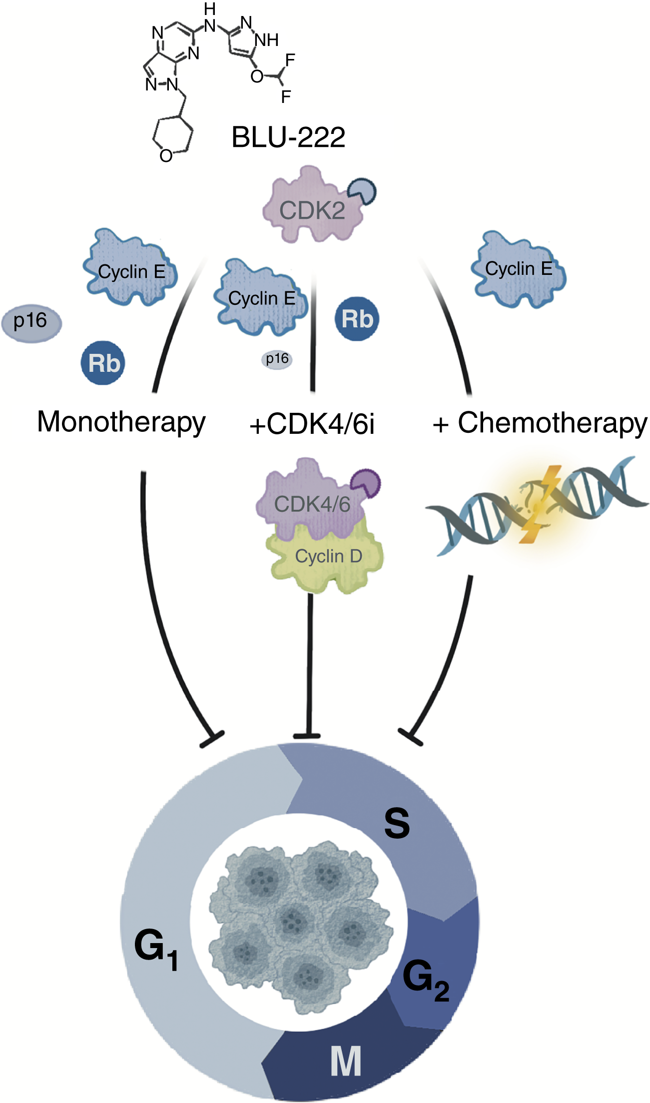 Profiling the Activity of the Potent and Highly Selective CDK2 ...