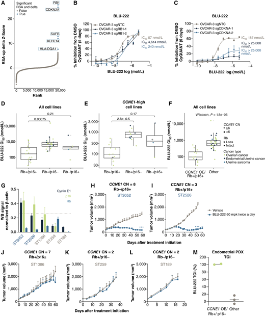 Profiling the Activity of the Potent and Highly Selective CDK2 ...
