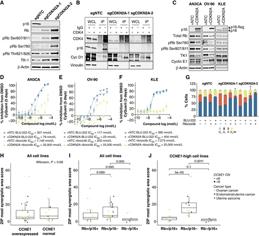 Profiling the Activity of the Potent and Highly Selective CDK2 ...