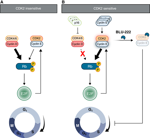 Profiling the Activity of the Potent and Highly Selective CDK2 ...