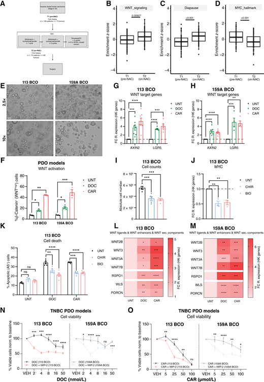 Chemotherapy-Treated Breast Cancer Cells Activate the WNT Signaling ...