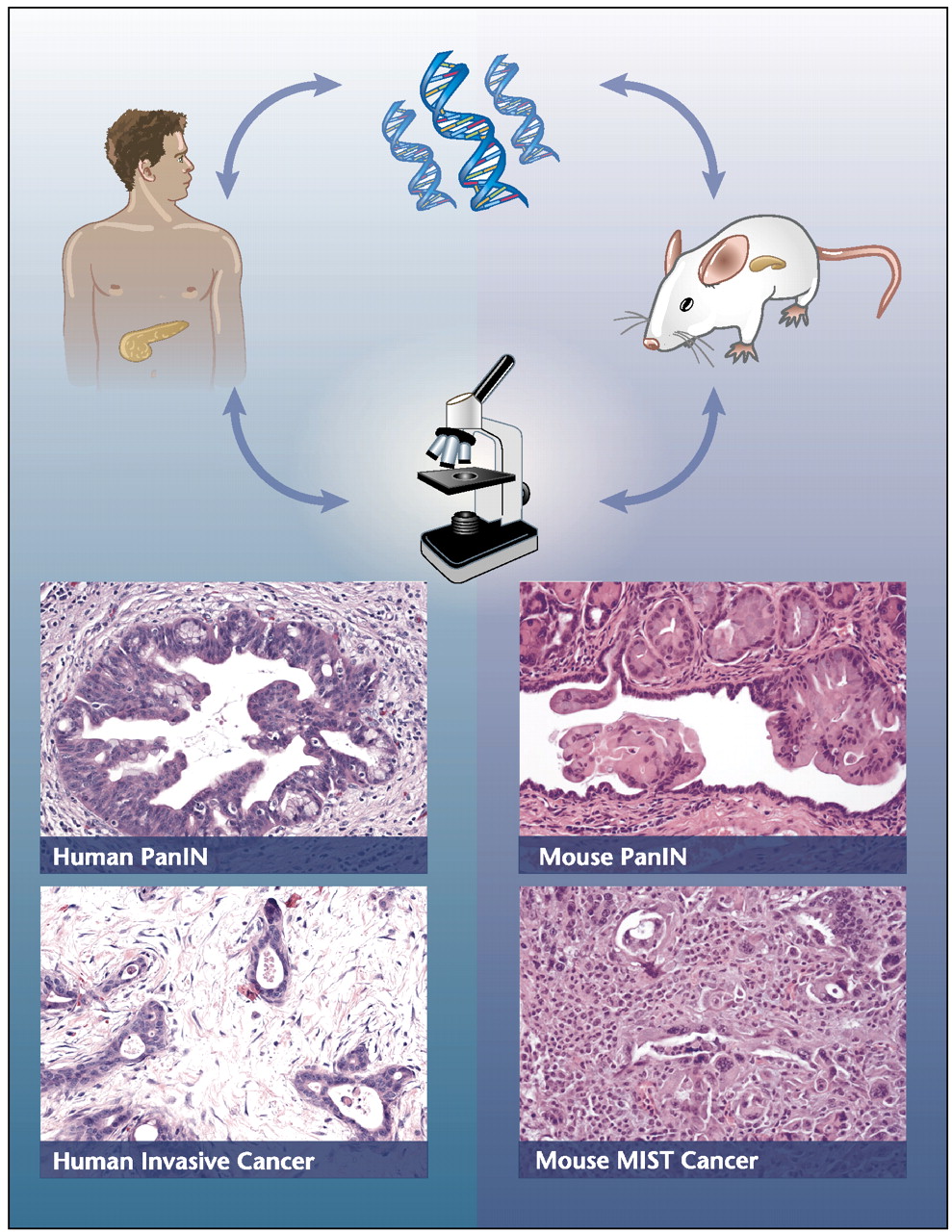 Volume 66 Issue 1 | Cancer Research | American Association for Cancer ...