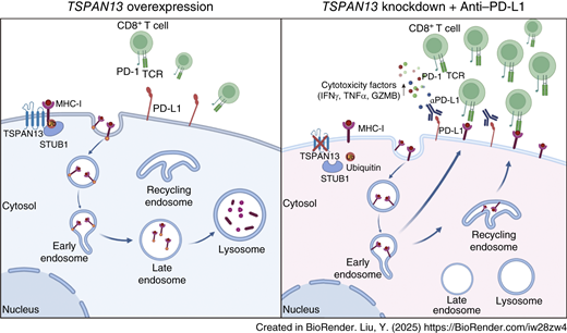 Tetraspanin 13 Enhances Immune Evasion in Breast Cancer by Promoting ...