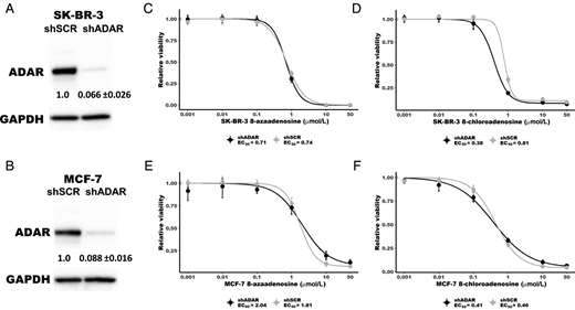 8-Azaadenosine and 8-Chloroadenosine are not Selective Inhibitors of ...