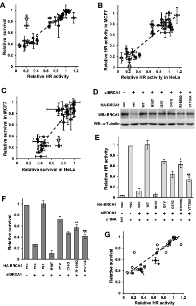 BRCA1/ATF1-Mediated Transactivation is Involved in Resistance to PARP ...
