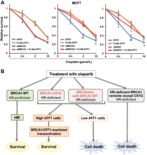 BRCA1/ATF1-Mediated Transactivation is Involved in Resistance to PARP ...