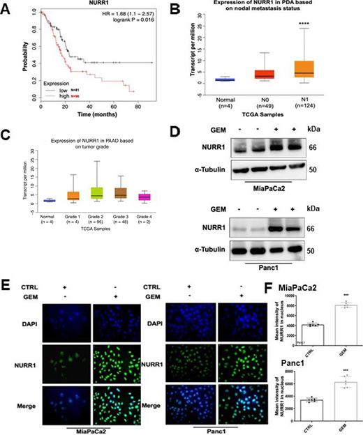 Nuclear Receptor 4A2 (NR4A2/NURR1) Regulates Autophagy and ...