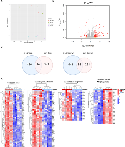 Remodeling of the Tumor Microenvironment Through PAK4 Inhibition ...