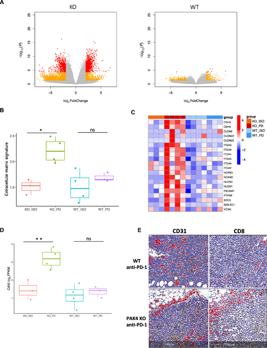 Remodeling of the Tumor Microenvironment Through PAK4 Inhibition ...