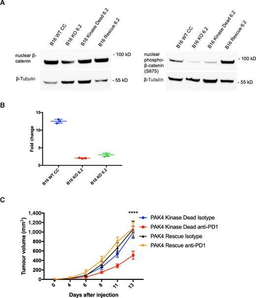 Remodeling of the Tumor Microenvironment Through PAK4 Inhibition ...