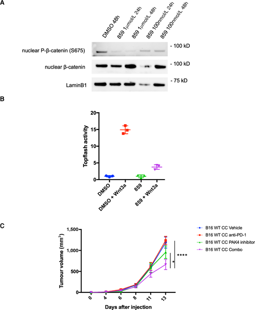 Remodeling of the Tumor Microenvironment Through PAK4 Inhibition ...