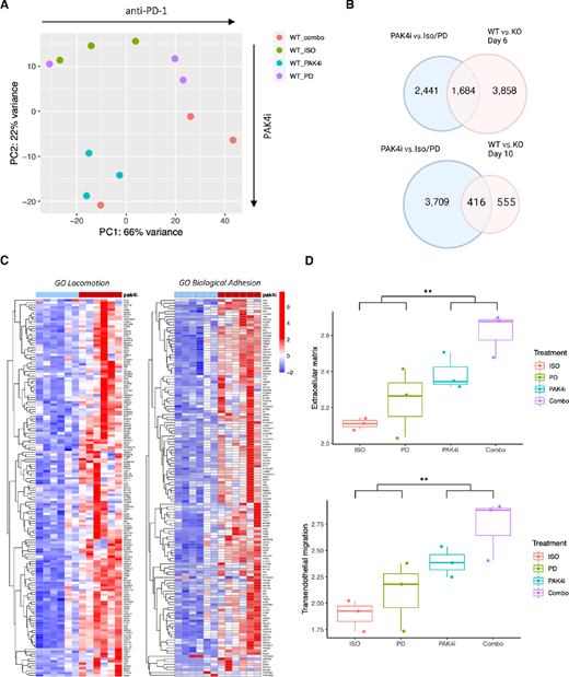 Remodeling of the Tumor Microenvironment Through PAK4 Inhibition ...